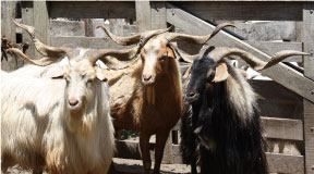 Services » The Goat Buyer